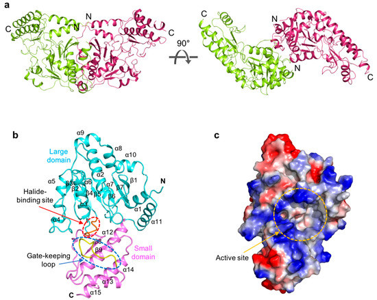 IJMS | Free Full-Text | Molecular Structure of Phosphoserine ...
