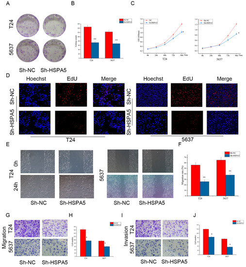 HSPA5 Promotes the Proliferation, Metastasis and Regulates Ferroptosis ...