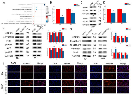 HSPA5 Promotes the Proliferation, Metastasis and Regulates Ferroptosis ...