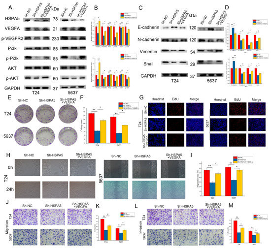 HSPA5 Promotes the Proliferation, Metastasis and Regulates Ferroptosis ...