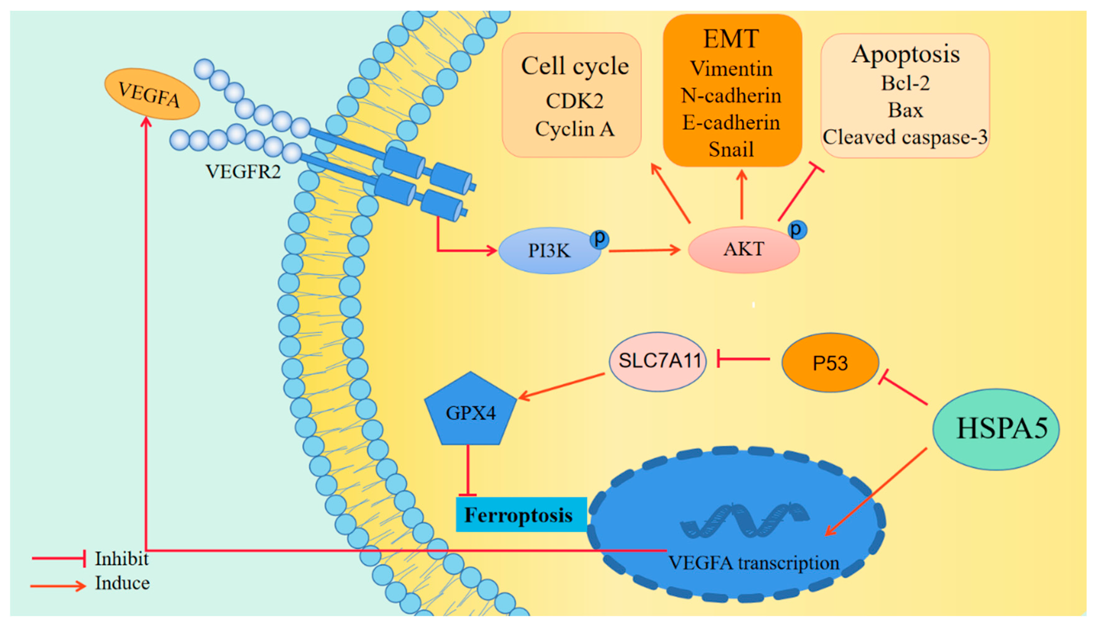 HSPA5 Promotes the Proliferation, Metastasis and Regulates Ferroptosis ...