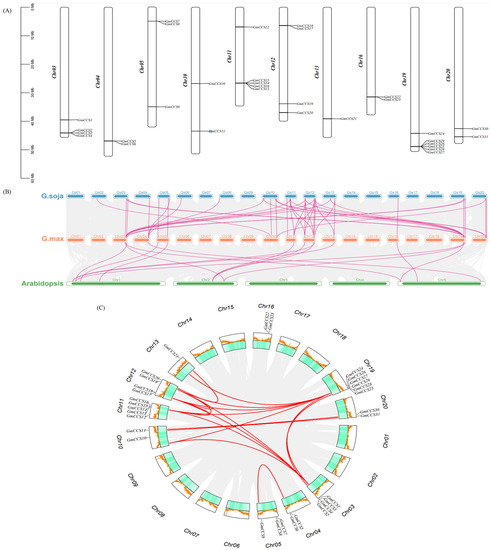 IJMS | Free Full-Text | Genome-Wide Identification and Characterization of Copper Chaperone for ...