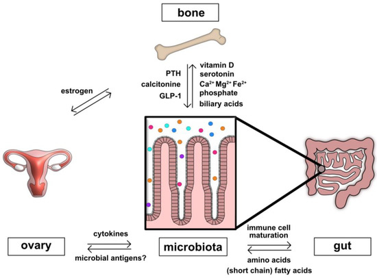 Pivotal Role of Intestinal Microbiota and Intraluminal Metabolites for ...