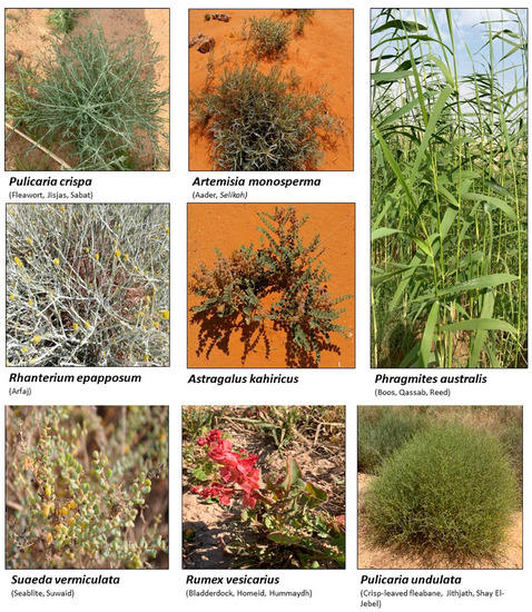 Salt-Tolerant Plants, Halophytes, as Renewable Natural Resources for ...