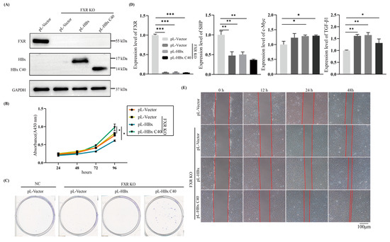 C-Terminal Truncated HBx Facilitates Oncogenesis by Modulating Cell ...