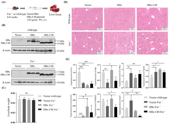 C-Terminal Truncated HBx Facilitates Oncogenesis by Modulating Cell ...