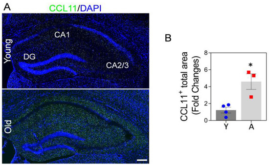 Young Astrocytic Mitochondria Attenuate the Elevated Level of CCL11 in ...