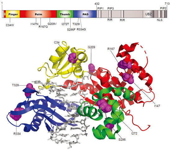 Identification of Three Human POLH Germline Variants Defective in ...