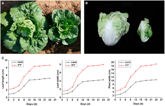 OCTOPUS Regulates BIN2 To Control Leaf Curvature In Chinese, 59% OFF