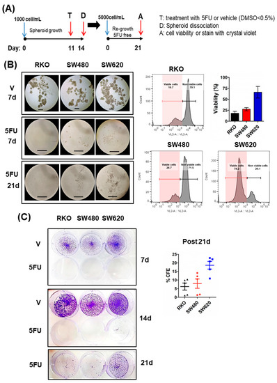 Canonical Wnt Pathway Is Involved in Chemoresistance and Cell Cycle ...
