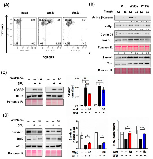 Canonical Wnt Pathway Is Involved in Chemoresistance and Cell Cycle ...