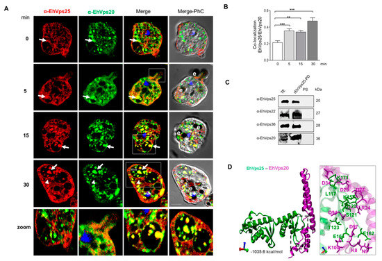 Dynamic Association of ESCRT-II Proteins with ESCRT-I and ESCRT-III ...