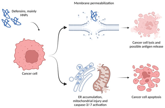 Role of Defensins in Tumor Biology