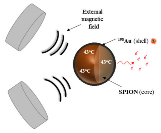 198Au-Coated Superparamagnetic Iron Oxide Nanoparticles for Dual ...