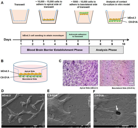 Establishing Co-Culture Blood–Brain Barrier Models for Different ...