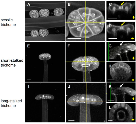 Sessile Trichomes Play Major Roles in Prey Digestion and Absorption ...