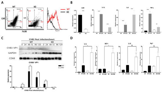 Macrophage-Specific Coxsackievirus and Adenovirus Receptor Deletion ...