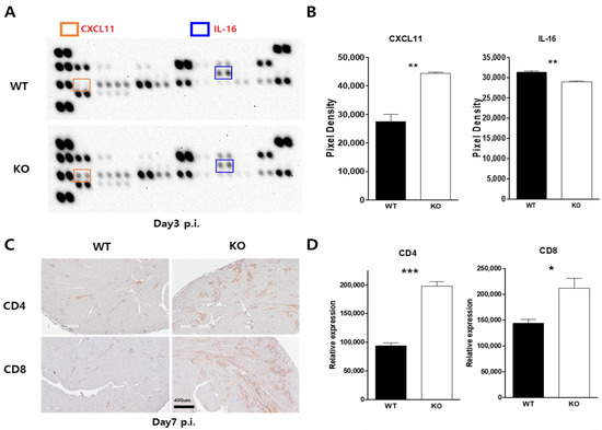 Macrophage-Specific Coxsackievirus and Adenovirus Receptor Deletion ...