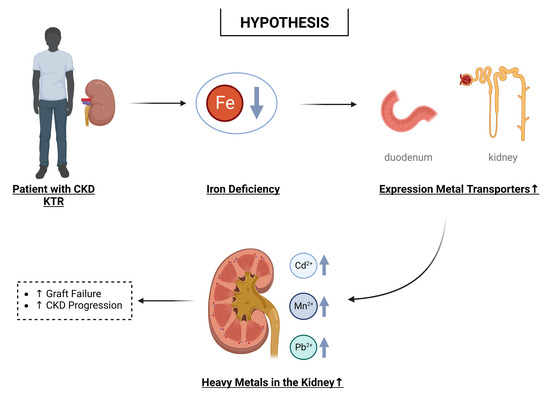 Iron Deficiency and Nephrotoxic Heavy Metals: A Dangerous Interplay?