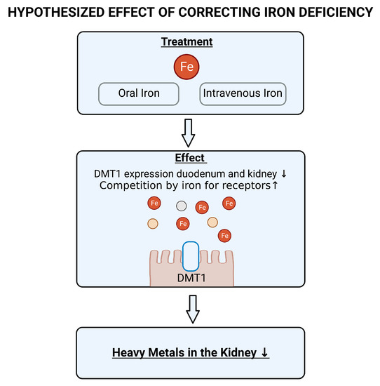 Iron Deficiency and Nephrotoxic Heavy Metals: A Dangerous Interplay?