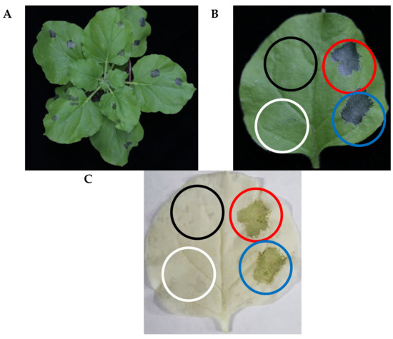 IJMS | Free Full-Text | Deletion of pbpC Enhances Bacterial ...