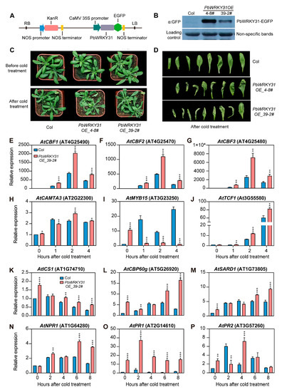 Time-Series Transcriptome Analysis Reveals the Molecular Mechanism of ...