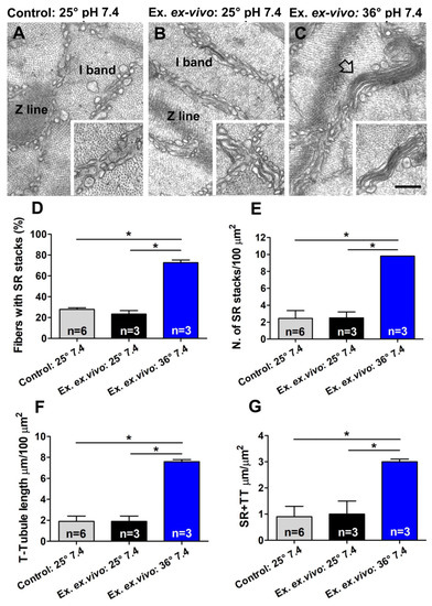 Searching for Mechanisms Underlying the Assembly of Calcium Entry Units: The Role of Temperature ...