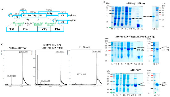 VPg Impact on Ryegrass Mottle Virus Serine-like 3C Protease Proteolysis ...