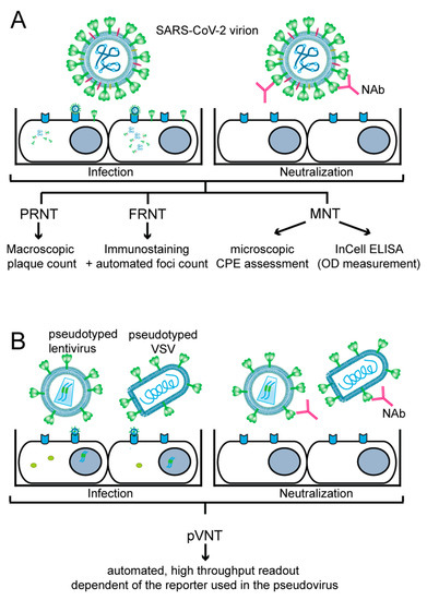IJMS | Free Full-Text | Importance, Applications and Features of Assays Measuring SARS-CoV-2 ...