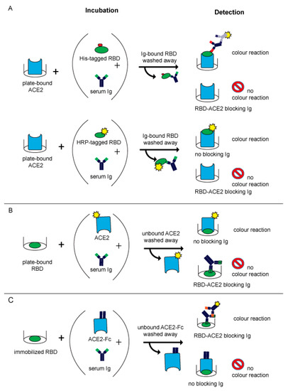 Importance, Applications and Features of Assays Measuring SARS-CoV-2 ...