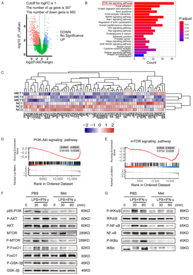 Metformin Attenuates the Inflammatory Response via the Regulation of ...