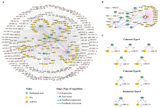 Combinatorial Network of Transcriptional and miRNA Regulation in ...