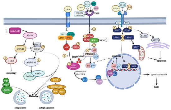 The Role of Regulated Programmed Cell Death in Osteoarthritis: From ...