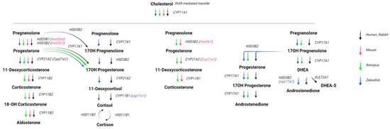IJMS | Free Full-Text | Models of Congenital Adrenal Hyperplasia for ...