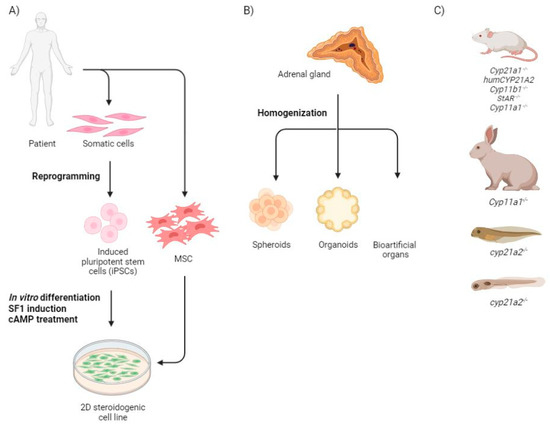 Models of Congenital Adrenal Hyperplasia for Gene Therapies Testing