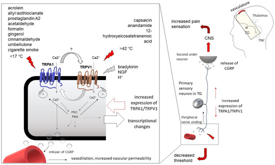 Modification of the TRP Channel TRPA1 as a Relevant Factor in Migraine ...