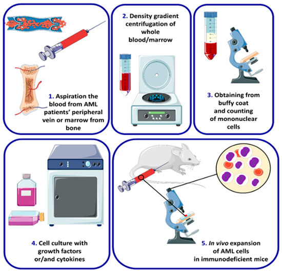Choosing the Right Cell Line for Acute Myeloid Leukemia (AML) Research