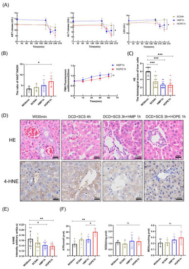 Hypothermic Oxygenated Machine Perfusion Promotes Mitophagy Flux ...
