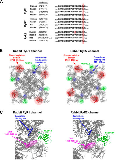 Molecular Aspects Implicated in Dantrolene Selectivity with Respect to ...