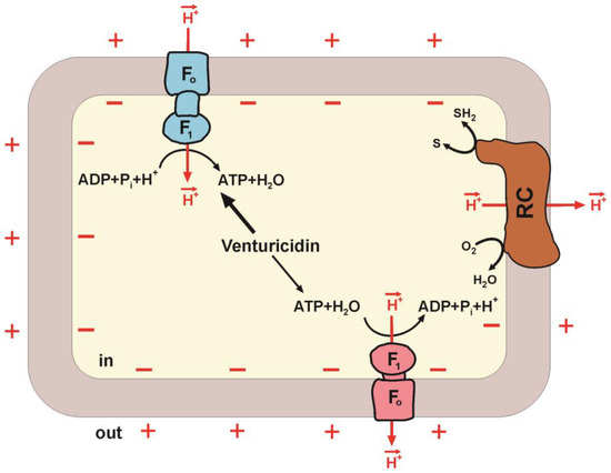 F1·Fo ATP Synthase/ATPase: Contemporary View on Unidirectional Catalysis