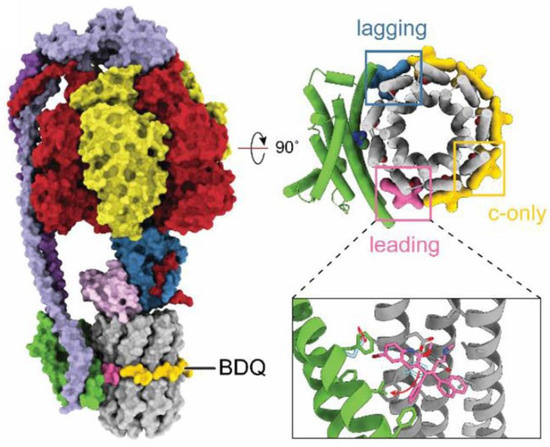 Ijms Free Full Text F1·fo Atp Synthase Atpase Contemporary View On
