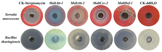 Heterologous Expression and Bioactivity Determination of Monochamus ...