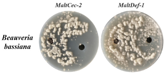 Heterologous Expression and Bioactivity Determination of Monochamus ...