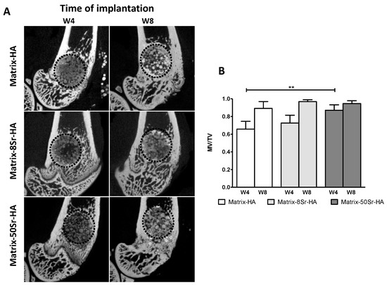 Bone Regeneration in Small and Large Segmental Bone Defect Models after ...