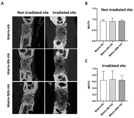 Bone Regeneration in Small and Large Segmental Bone Defect Models after ...