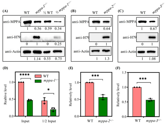The Alpha Subunit of Mitochondrial Processing Peptidase Participated in ...