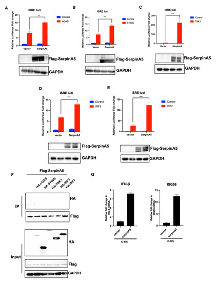 IFN-Inducible SerpinA5 Triggers Antiviral Immunity by Regulating STAT1 ...