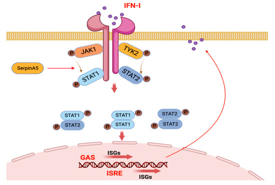IFN-Inducible SerpinA5 Triggers Antiviral Immunity by Regulating STAT1 ...