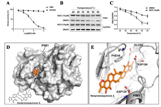 Neoprzewaquinone A Inhibits Breast Cancer Cell Migration and Promotes ...