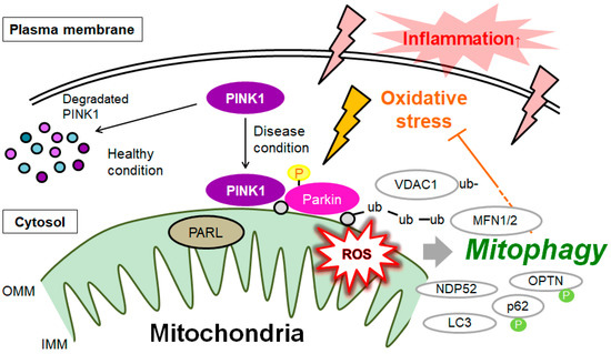 IJMS | Free Full-Text | Tactics with Prebiotics for the Treatment of ...